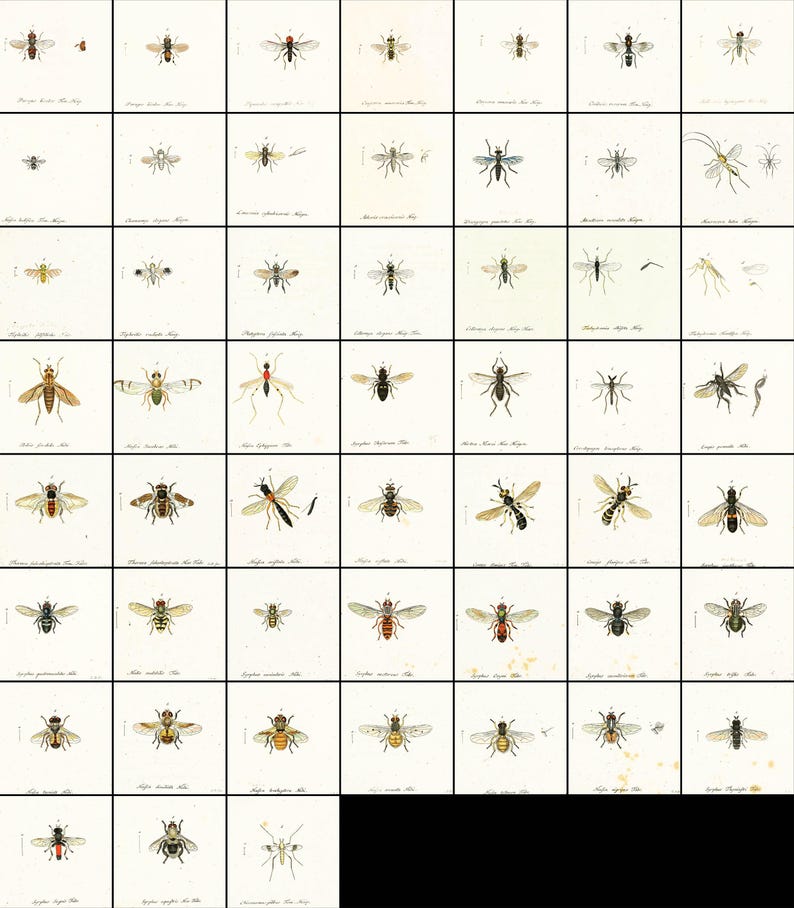 231 Cool Flies Fly Diptera Images Distressed Vintage | Image Bundle ...