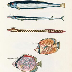 Rare Indian Sea Fish Natural History Plates Set 1 | 50 Vintage Images ...