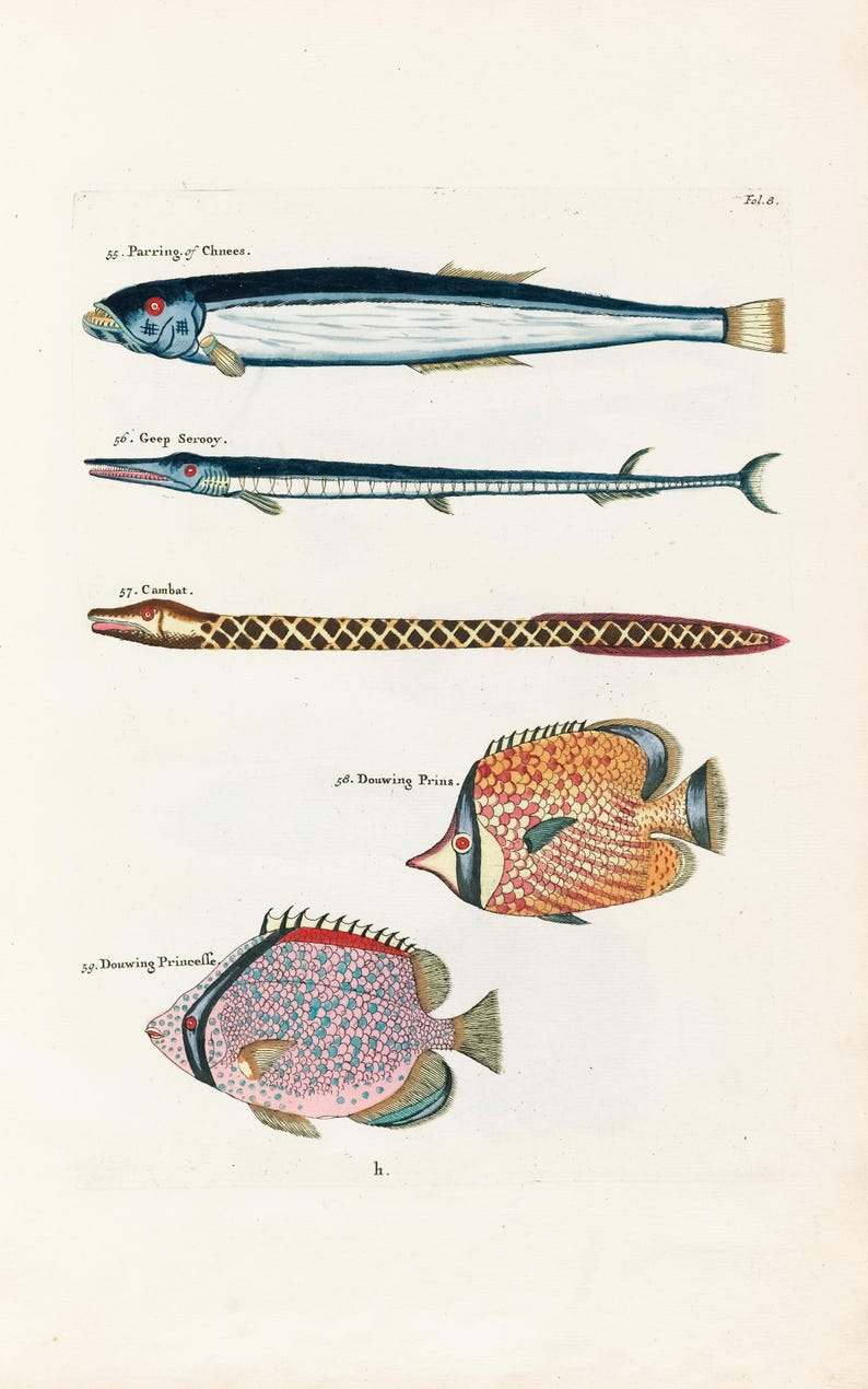 Rare Indian Sea Fish Natural History Plates Set 1 | 50 Vintage Images ...