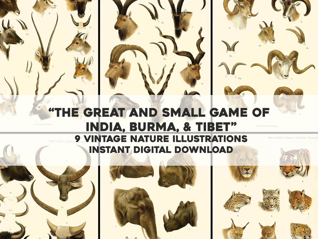9 Restored Images of Small & Large Indian Tibetan Ceylon Game Animals ...