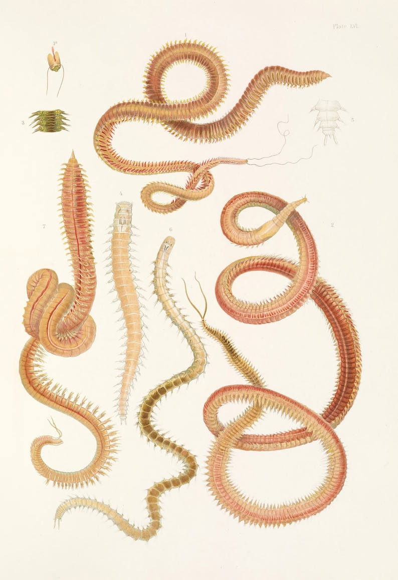 6 Marine Annelid Worm Biology Illustrations | HQ Image Bundle Printable ...