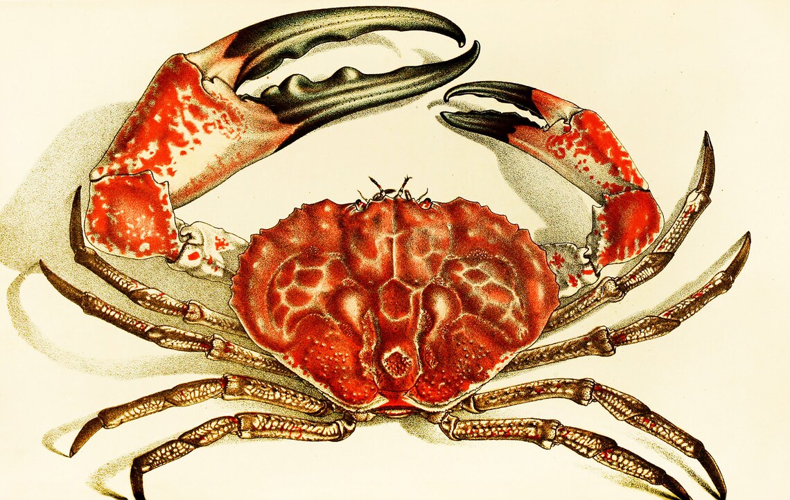 34 Natural History of Victoria Animal Illustrations High Resolution ...
