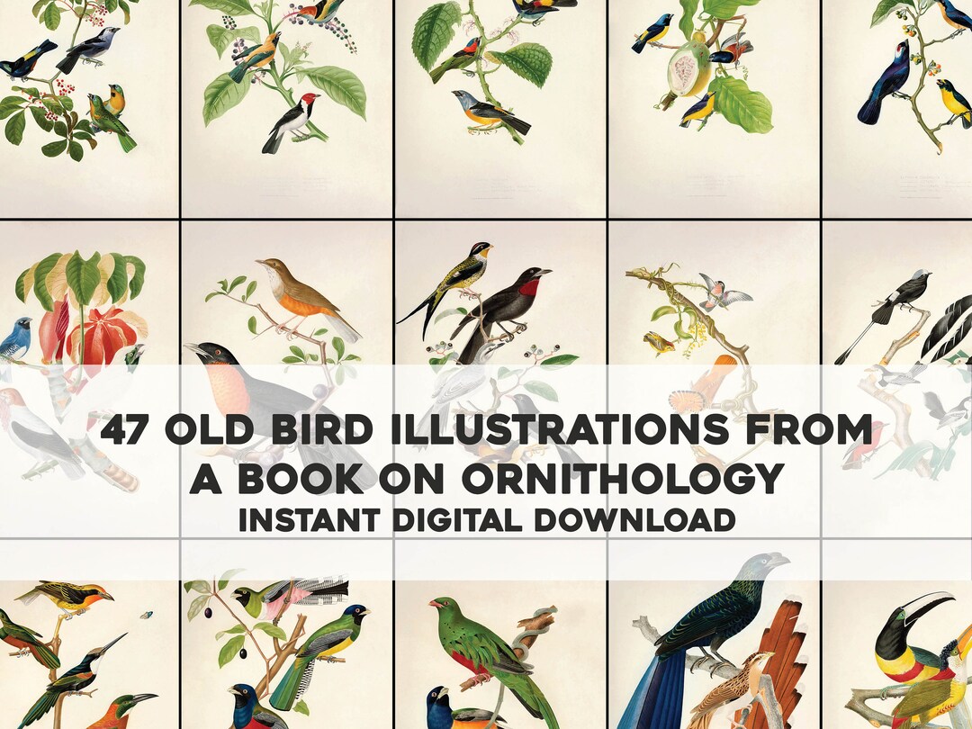 47 Old Brazilian Bird Images From an Ornithology Book | Image Bundle ...