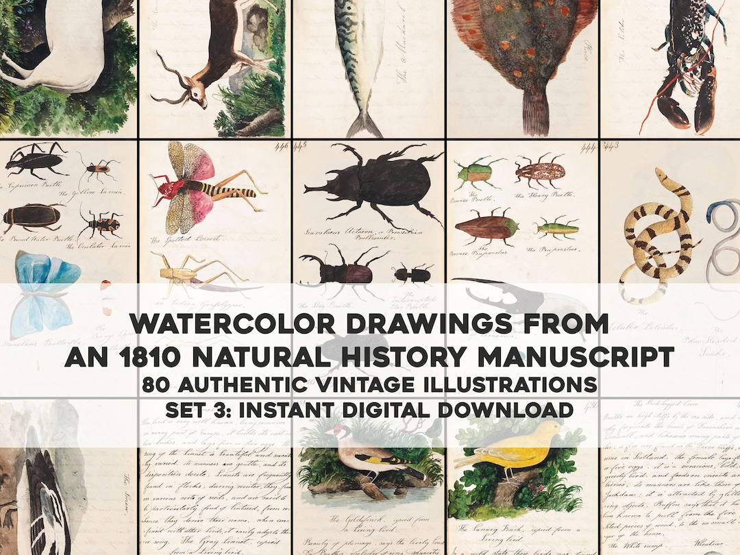 Old Natural History Watercolor Field Book Illustrations Set 3 | 80 ...