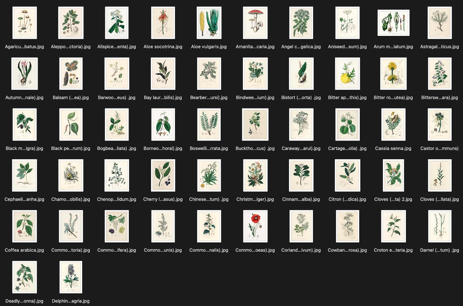 Set 1 Medical Botany 52 Plates High Resolution Image Bundle | Printable ...