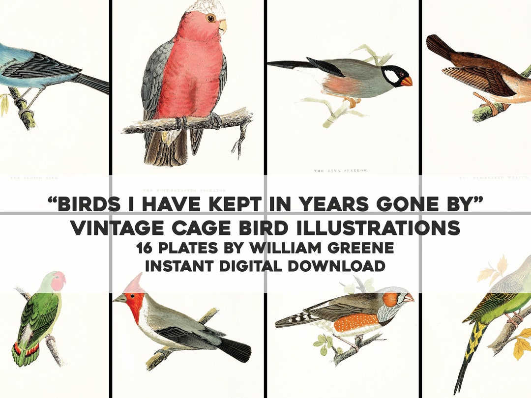 16 Restored Images From Birds I Have Kept in Years Gone by | HQ Image ...