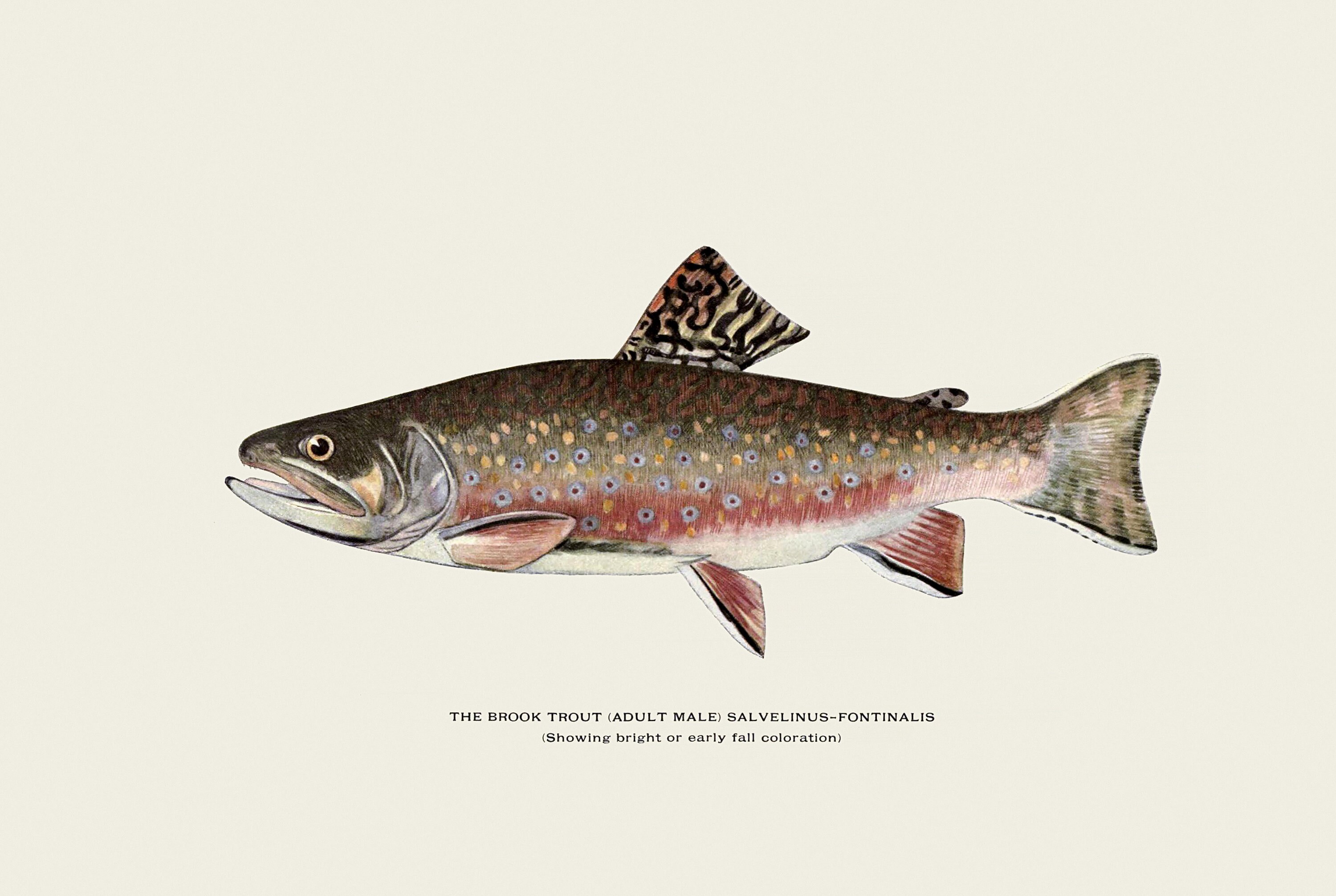 Restored Trout Illustration Printable Wall Art/hq Image Bundle - Etsy ...