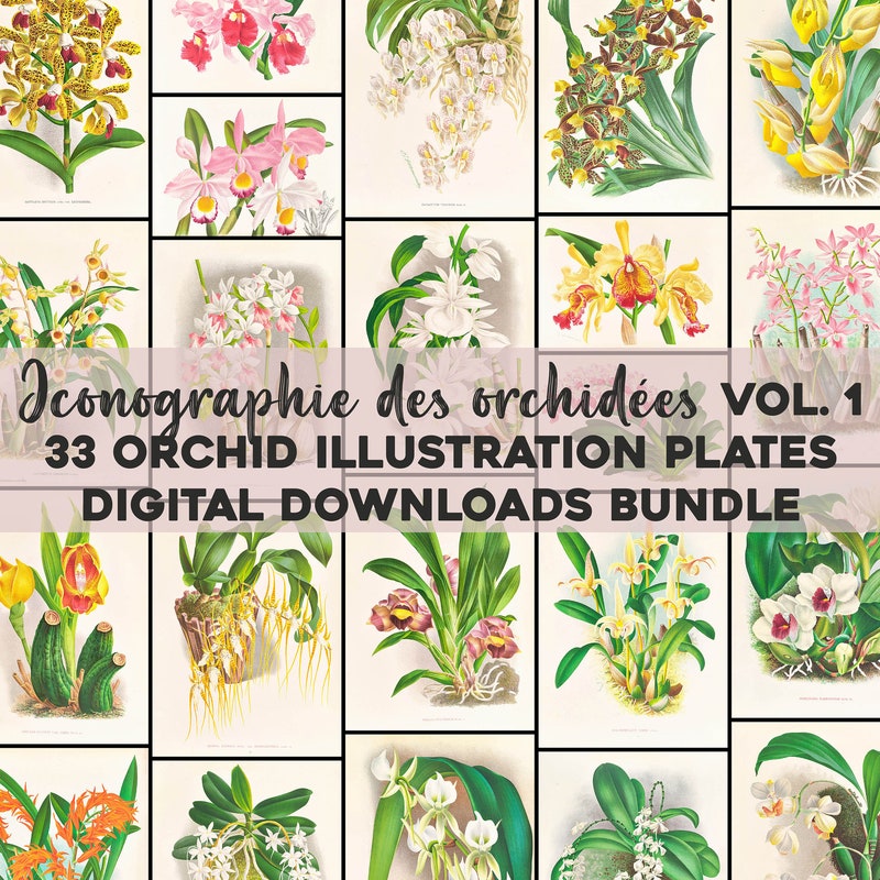 Vintage Orchid Wall Art - Etsy