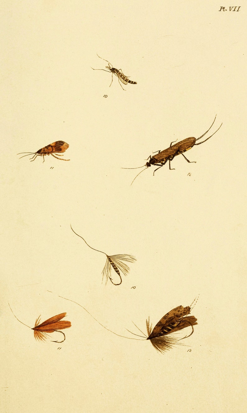 Fly Fisher's Entomology Vintage Trout Insect Illustrations | Image ...