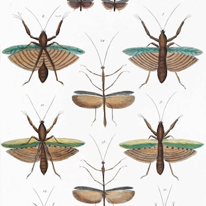 40 Awesome Groups of Moths and Flying Insects Illustrations | Image ...