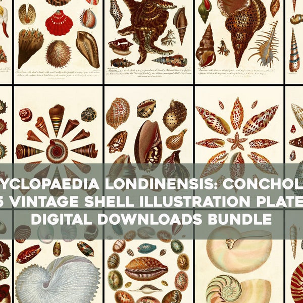 Conch Shell Art - Etsy