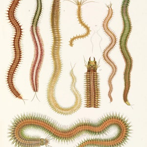 6 Marine Annelid Worm Biology Illustrations | HQ Image Bundle Printable ...