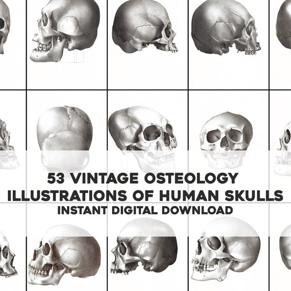 Skull Reference - Etsy