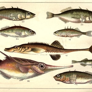 Fish of Great Britain | 33 Vintage Images Bundle | Crafting Supplies ...