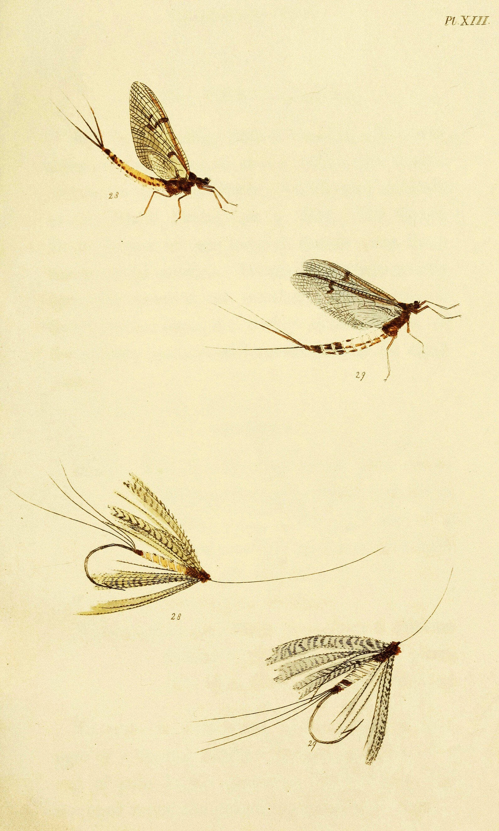 Fly Fisher's Entomology Vintage Trout Insect Illustrations | Image ...