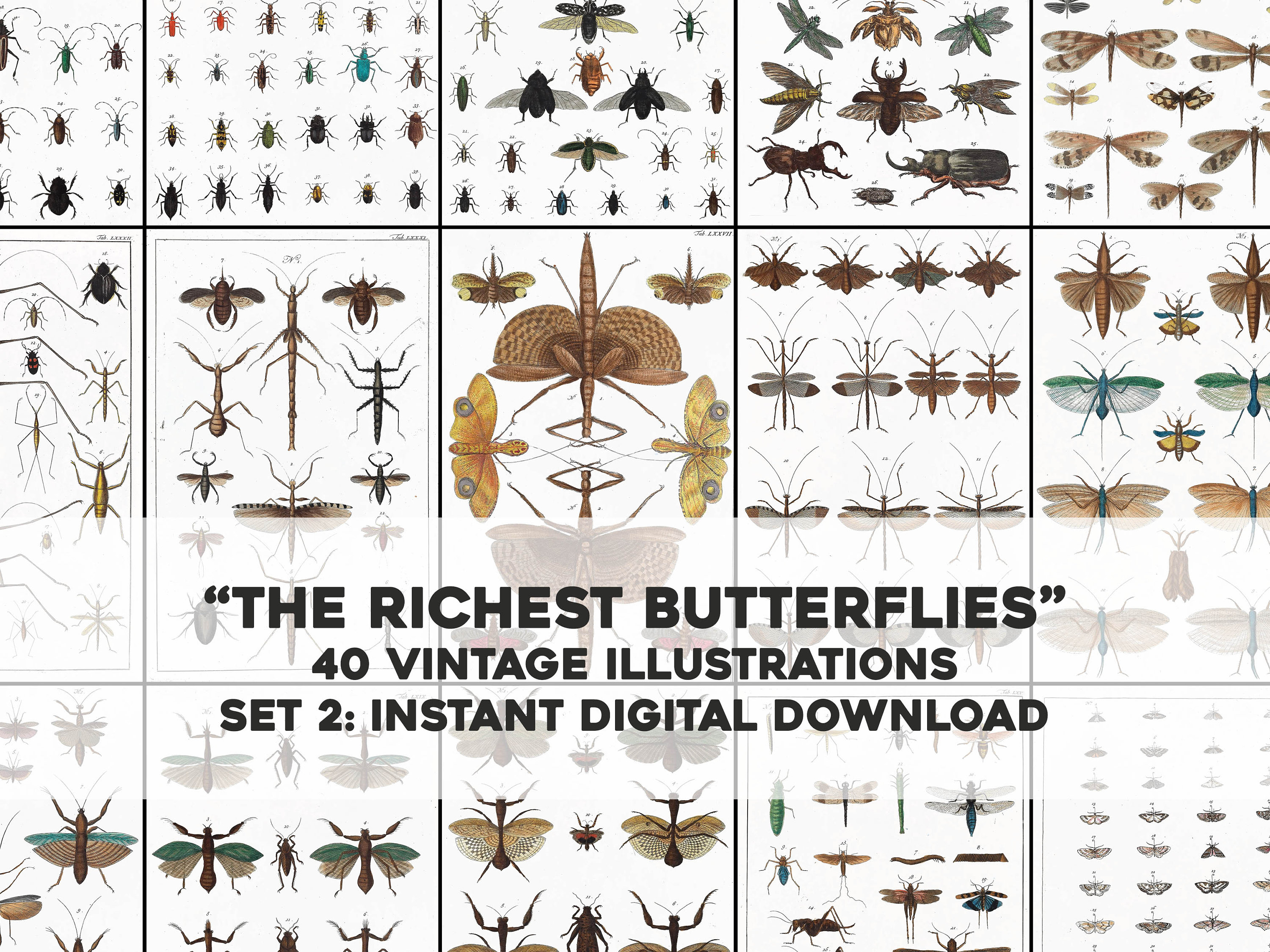 40 Awesome Groups of Moths and Flying Insects Illustrations | Image ...