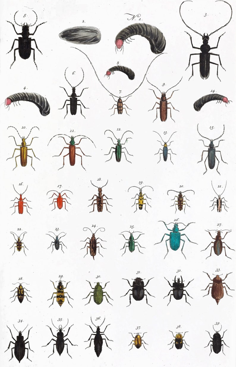 40 Awesome Groups of Moths and Flying Insects Illustrations - Etsy
