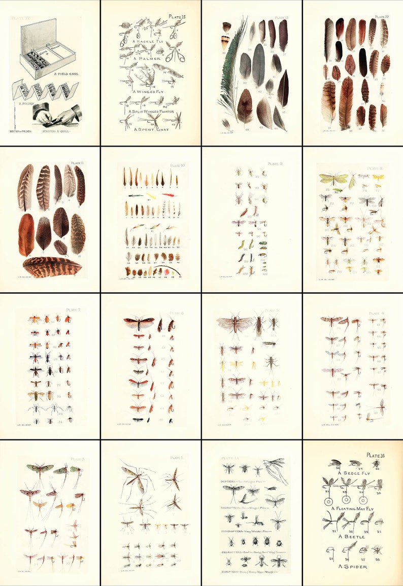 16 the Natural Trout Fly Fishing Flies Illustrations | Image Bundle ...