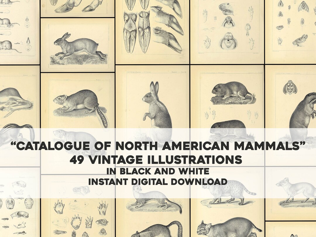 49 Cool North American Mammal Proof Animal Illustrations | Image Bundle ...