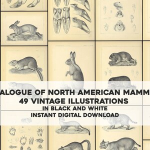49 Cool North American Mammal Proof Animal Illustrations | Image Bundle ...