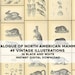 49 Cool North American Mammal Proof Animal Illustrations | Image Bundle ...