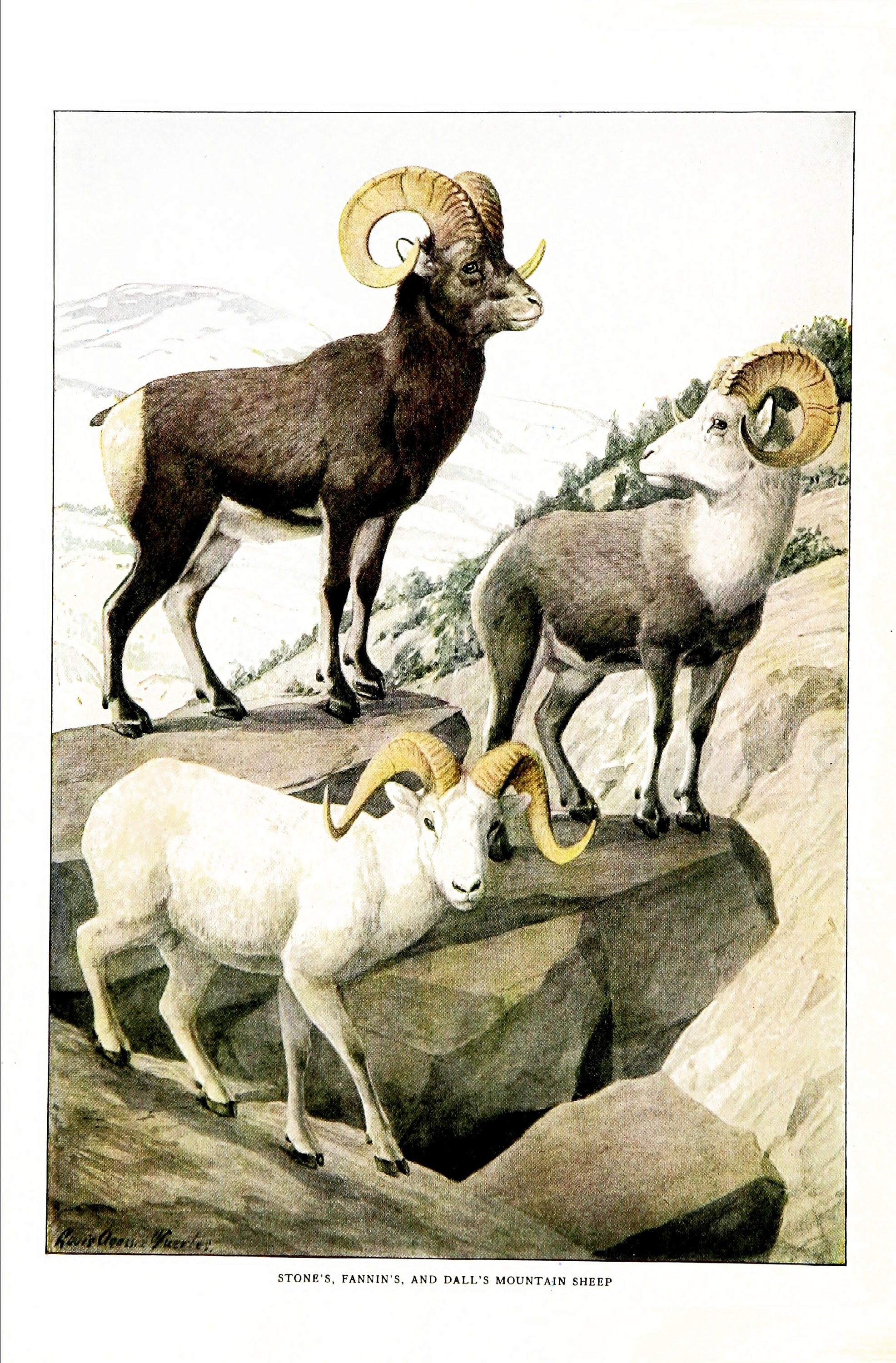 32 North American Mammals Animal Illustrations Image Bundle - Etsy