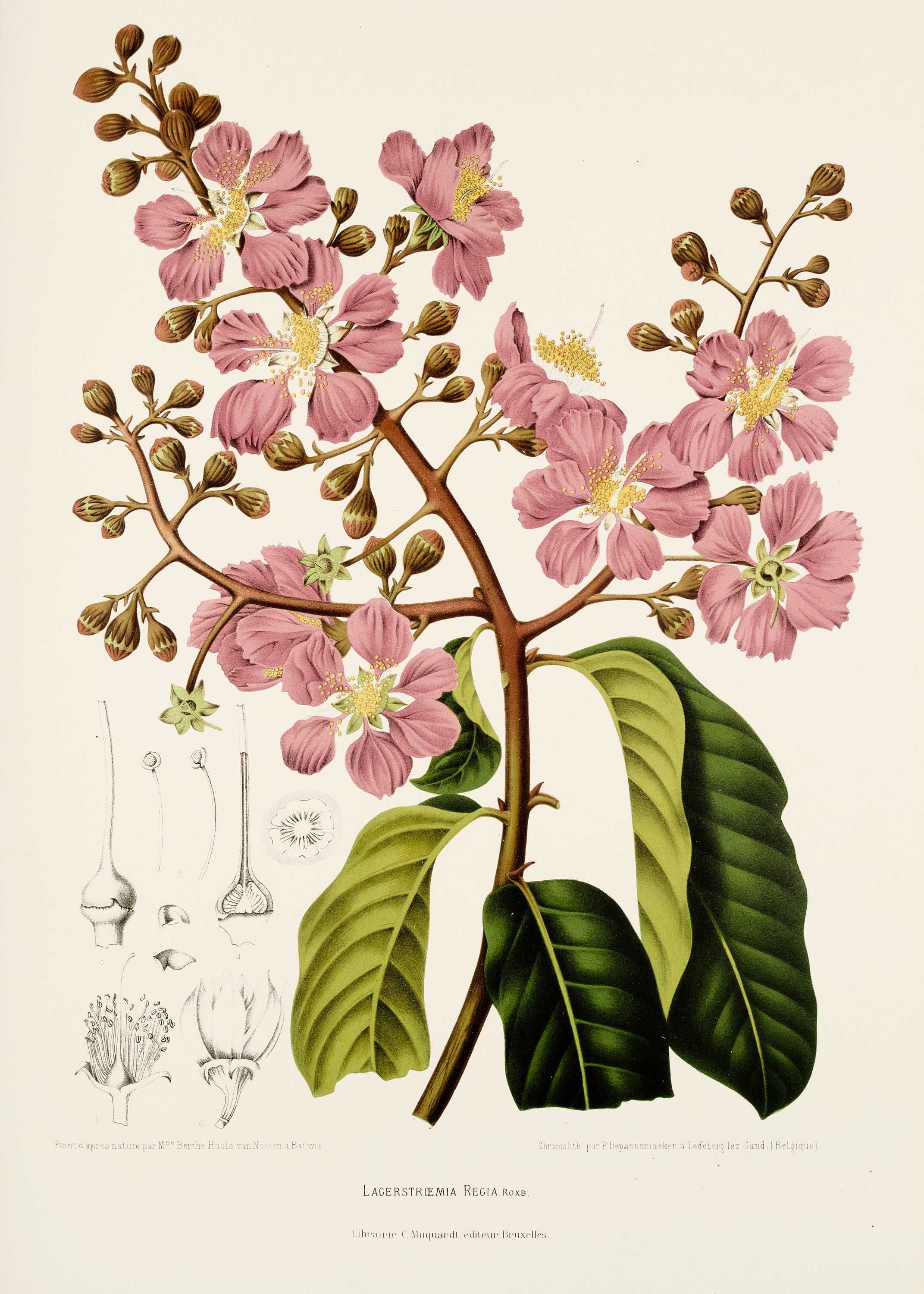 40 Beautiful Flowers Fruits of Java Botanical Illustrations | HQ Image ...