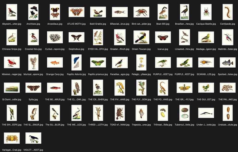 Wonderful 50+ Assortment of Vintage Animal Illustrations High ...