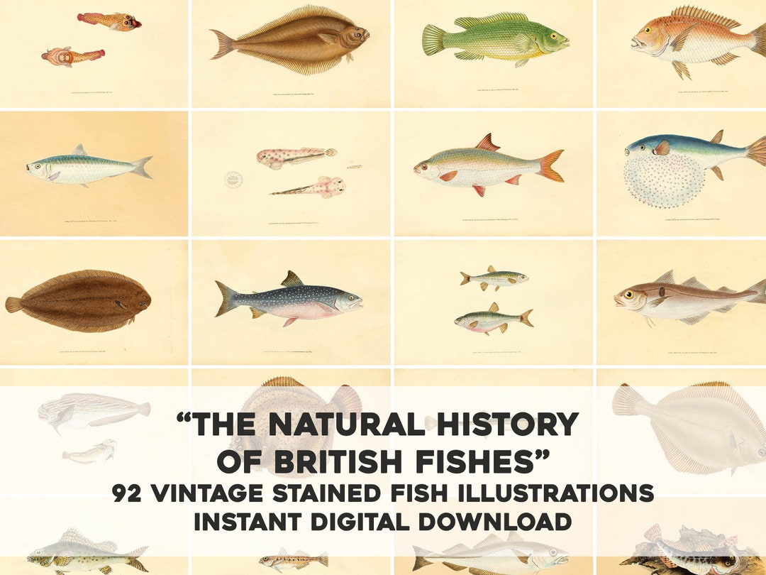 Natural History of British Fish | 92 Vintage Images Bundle | Crafting ...