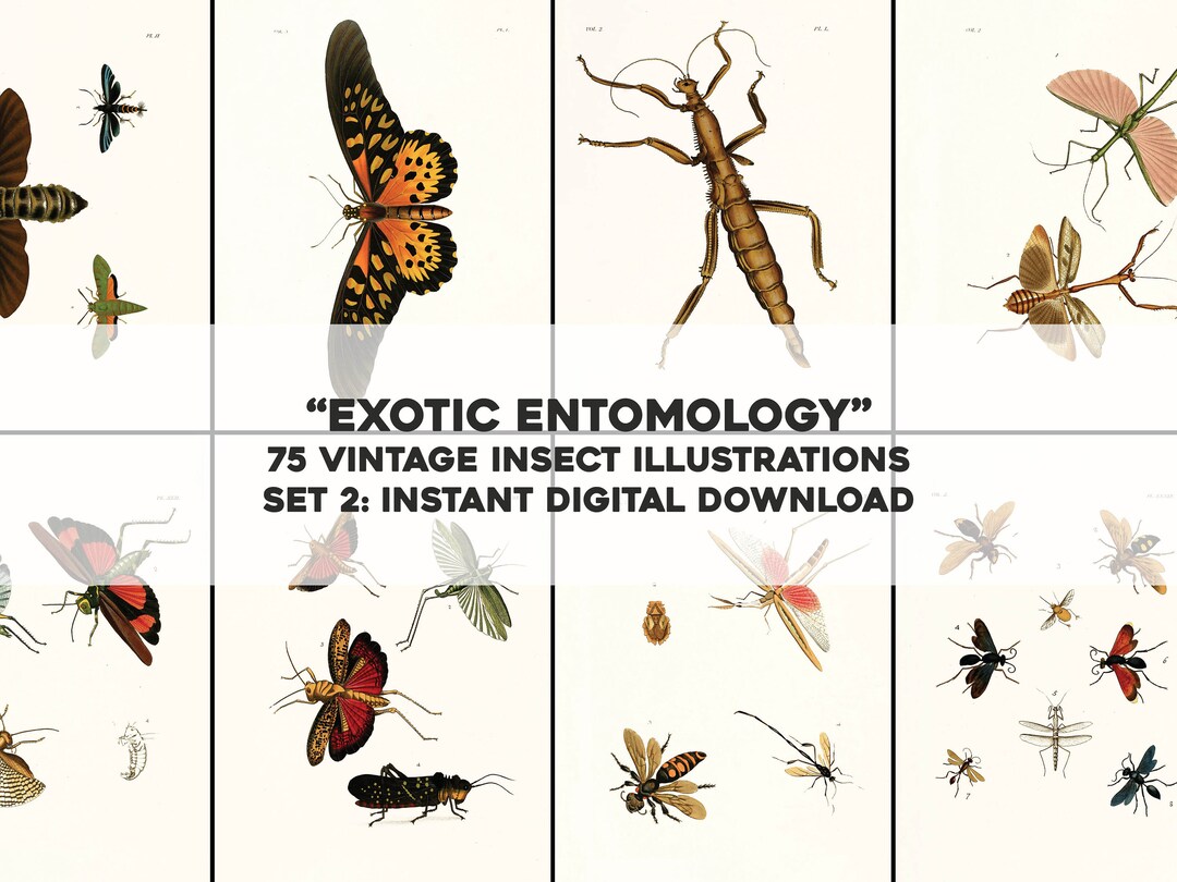 75 Restored Exotic Entomology Insects Illustrations Set 2 | HQ Image ...