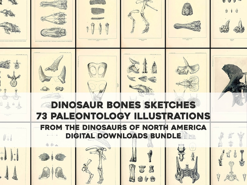 73 Awesome Dinosaur Bone Illustrations | HQ Image Bundle Printable Wall ...