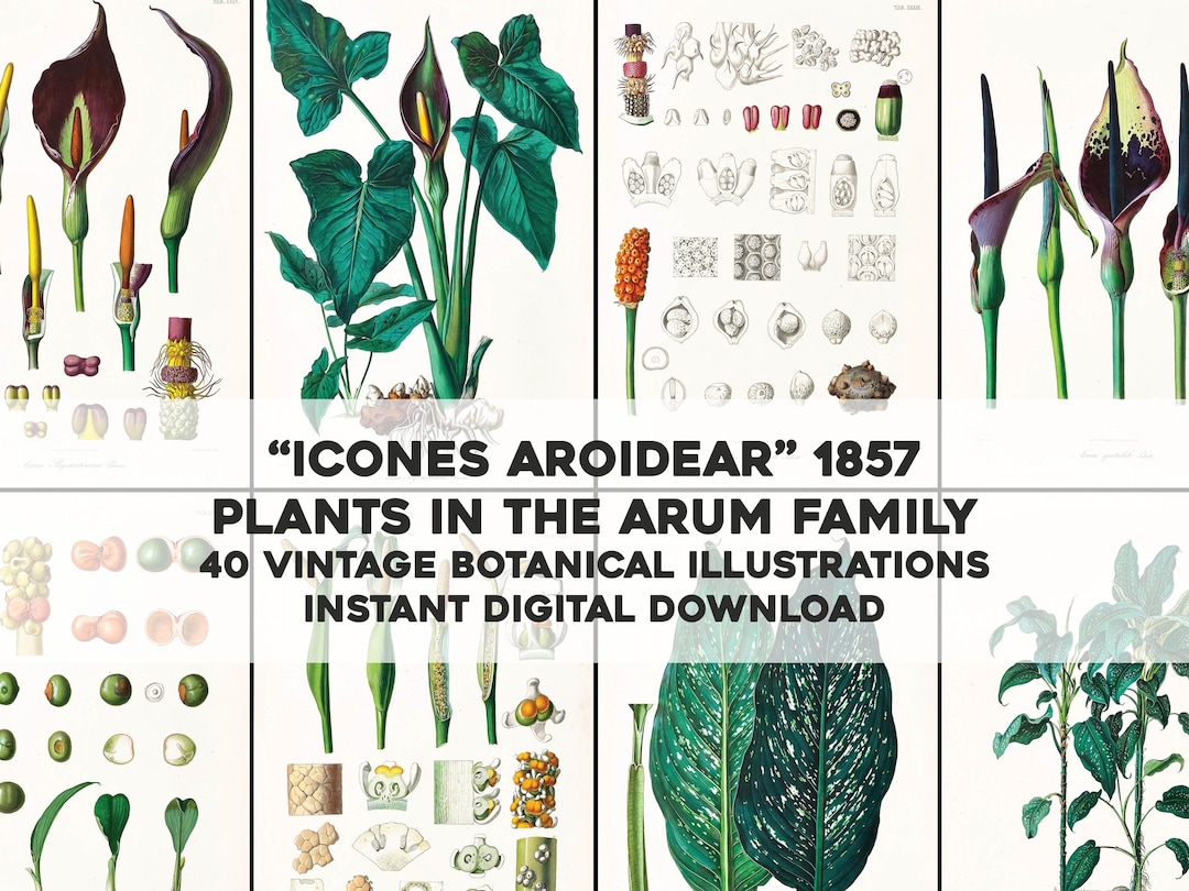 40 Beautiful Arum Family Plants Botanicals | HQ Restored Vintage Image ...