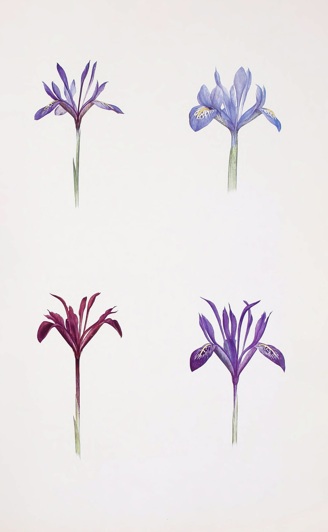 Vintage Iris Illustrations Printable Wall Art Bundle Digital Download ...