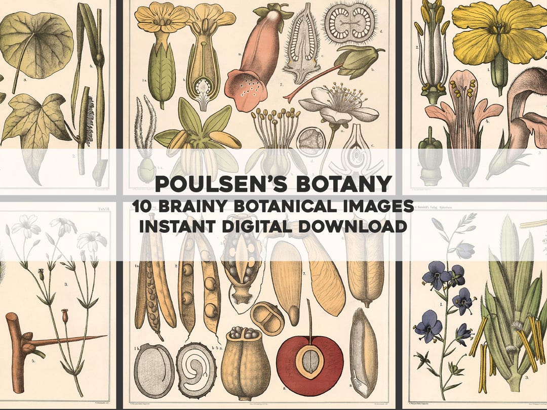 10 Prints From Old Botany Study | Image Bundle Printable Wall Art ...