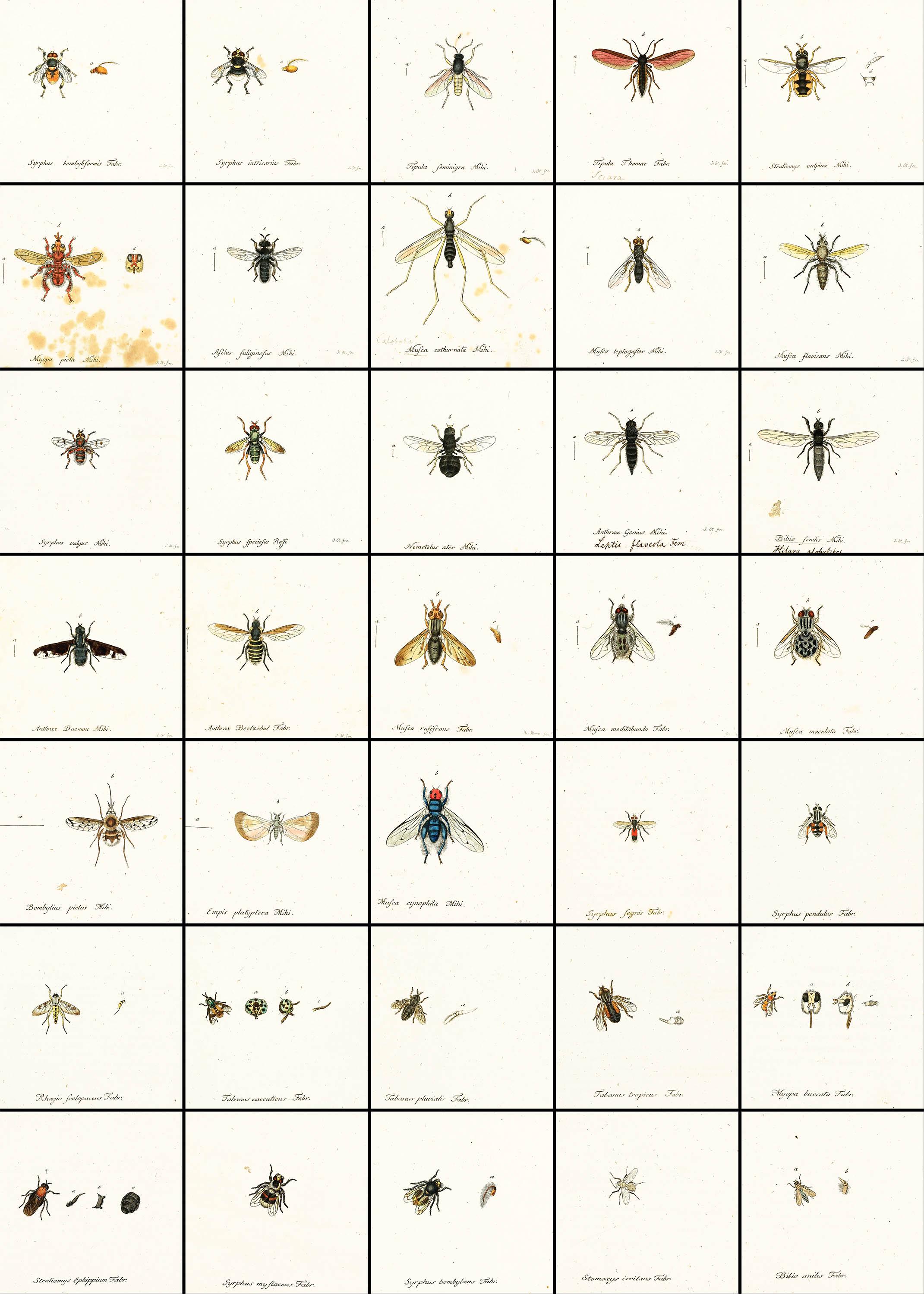 231 Cool Flies Fly Diptera Images Distressed Vintage | Image Bundle ...