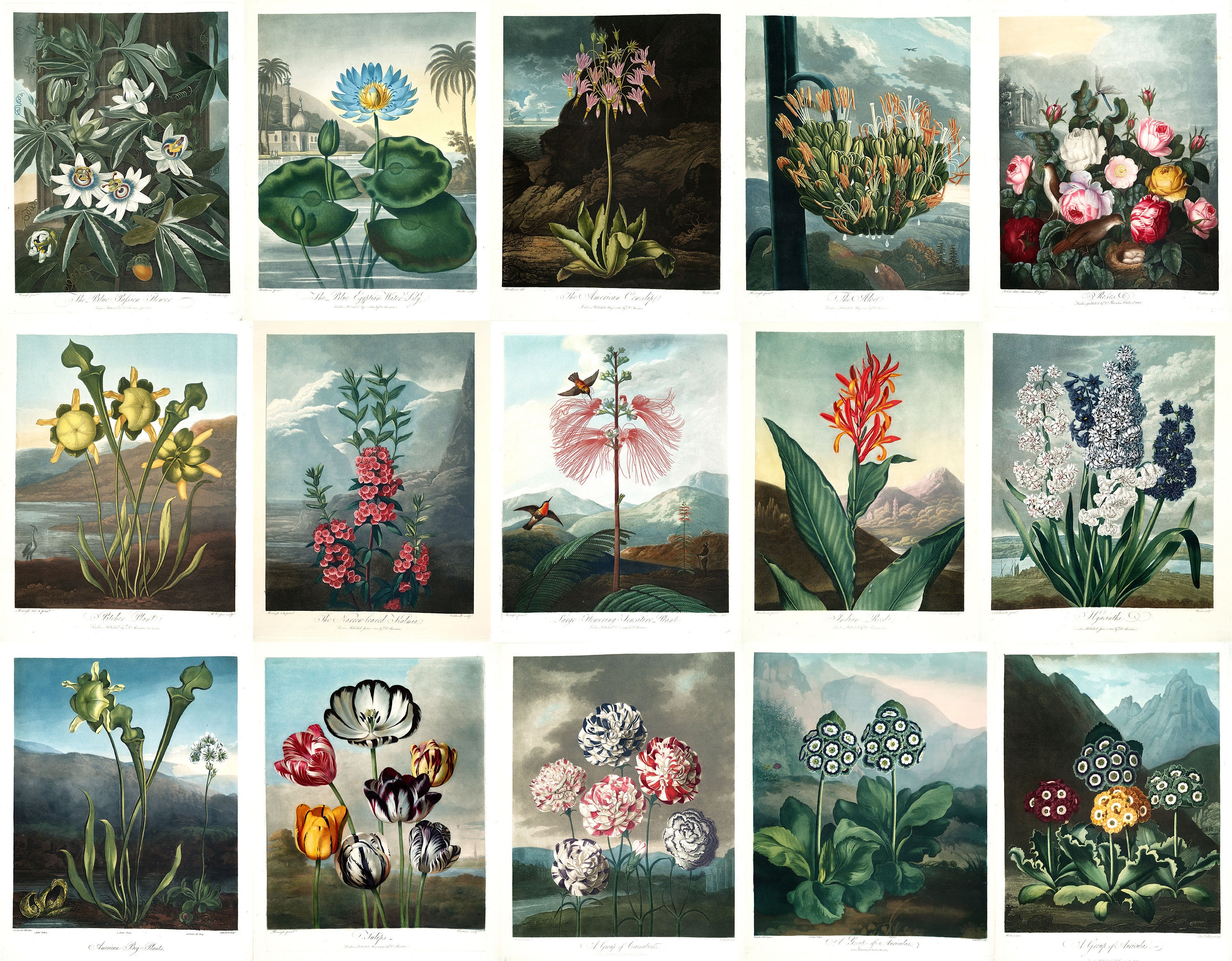 Temple of Flora Vintage Botanical Illustrations Printable Wall Art ...