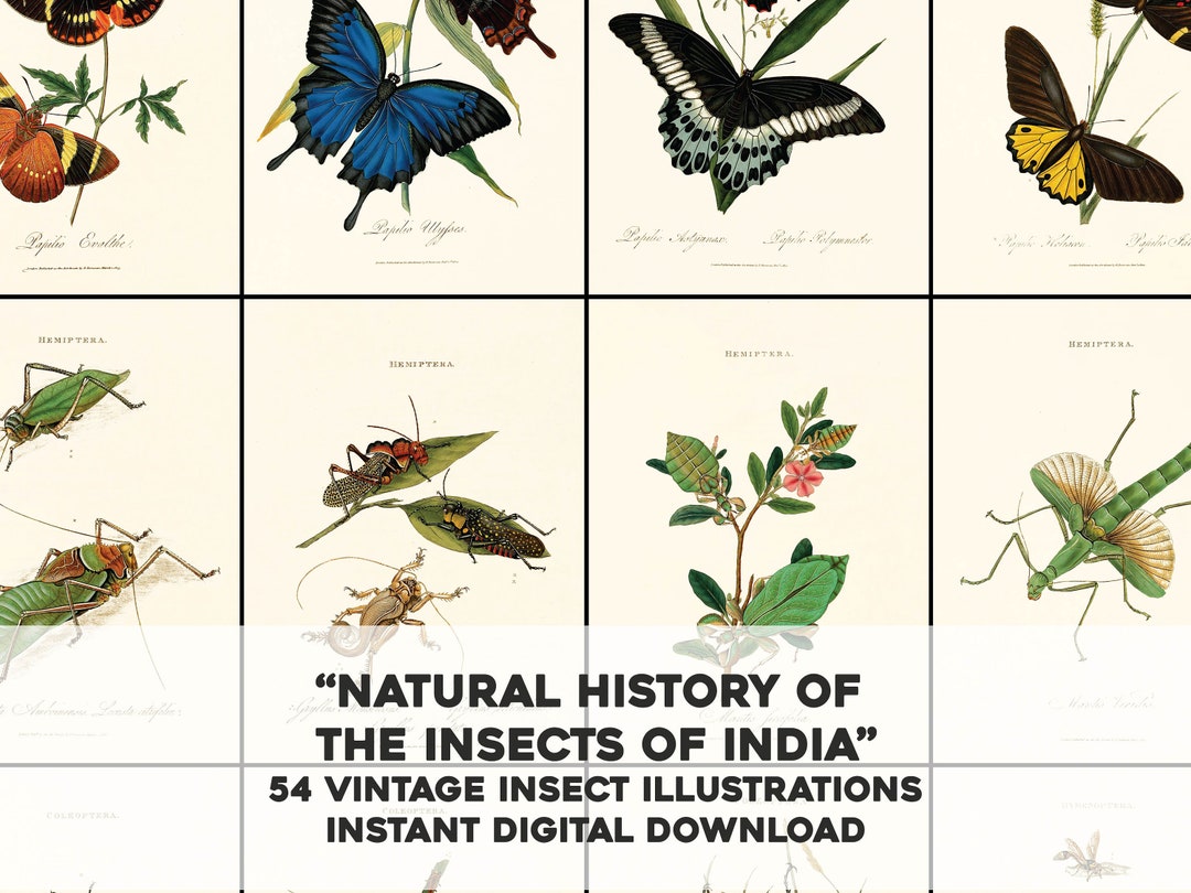 54 Restored Natural History of Insects Illustrations Set 2 | HQ Image ...