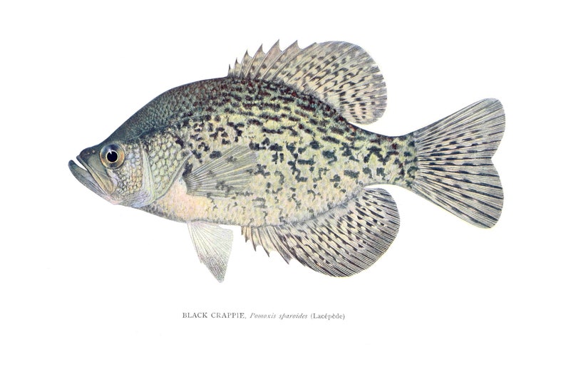 Fish Illustration Plates From Fishes of Illinois Vintage - Etsy