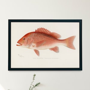 Red Snapper Fish Illustration Print | Single Printable Wall Art ...