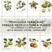 45 Whitened French Pomology Fruit Illustrations Botanical HQ - Etsy