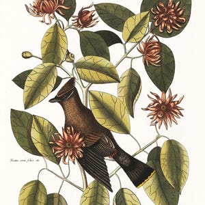 34 Restored Vintage 18th Century Bird Natural History Plates | Image ...