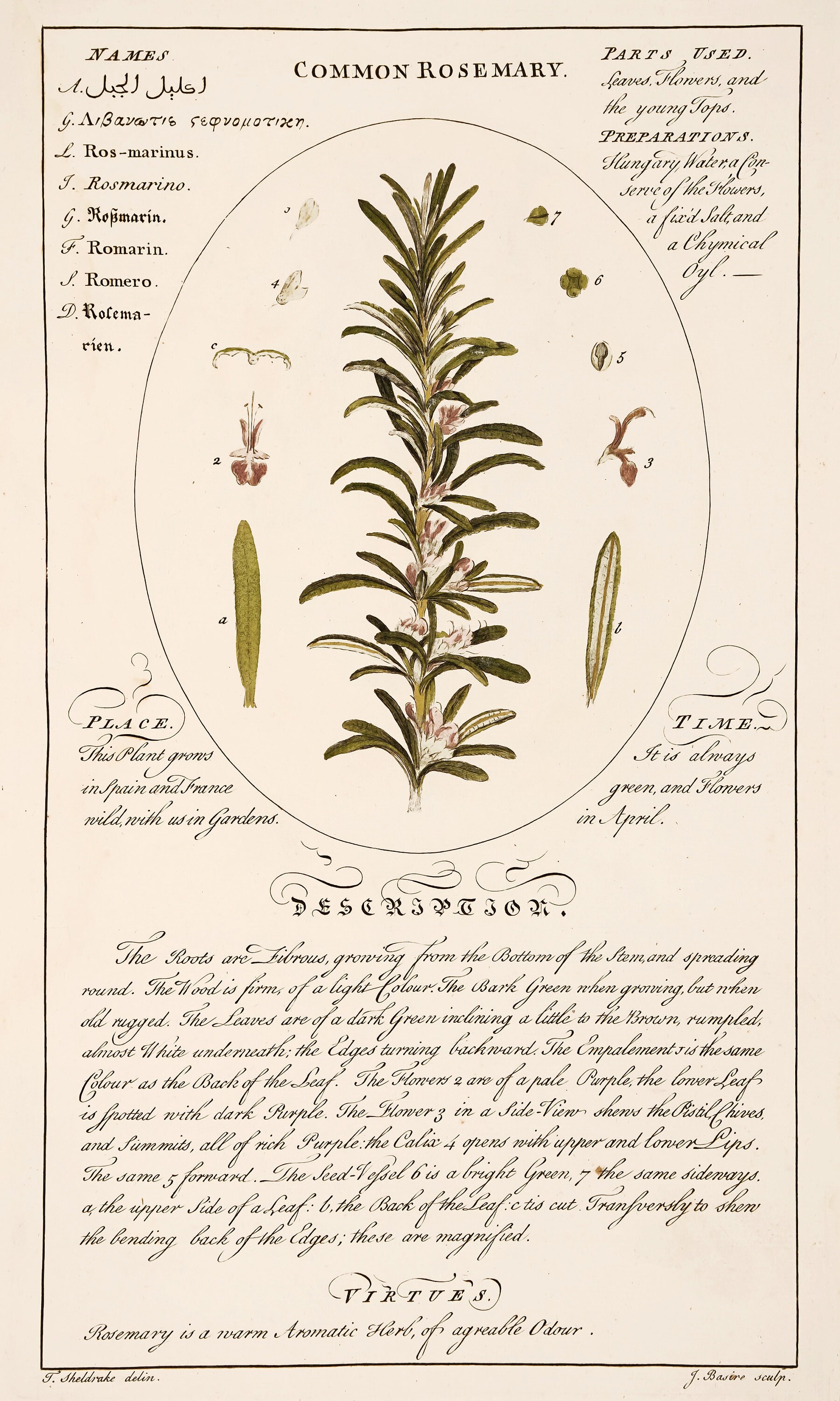 56 Gorgeous Botanicum Medicinale Illustrations Description and - Etsy