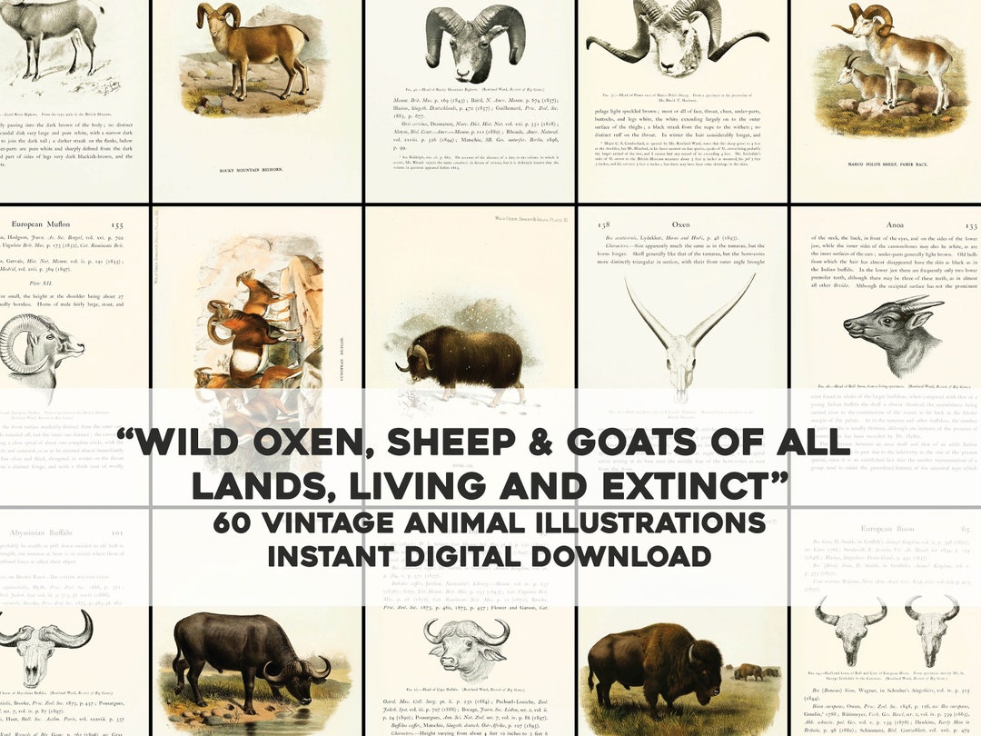 60 Oxen, Sheep and Goat Images Animal Natural History Plates | HQ Image ...