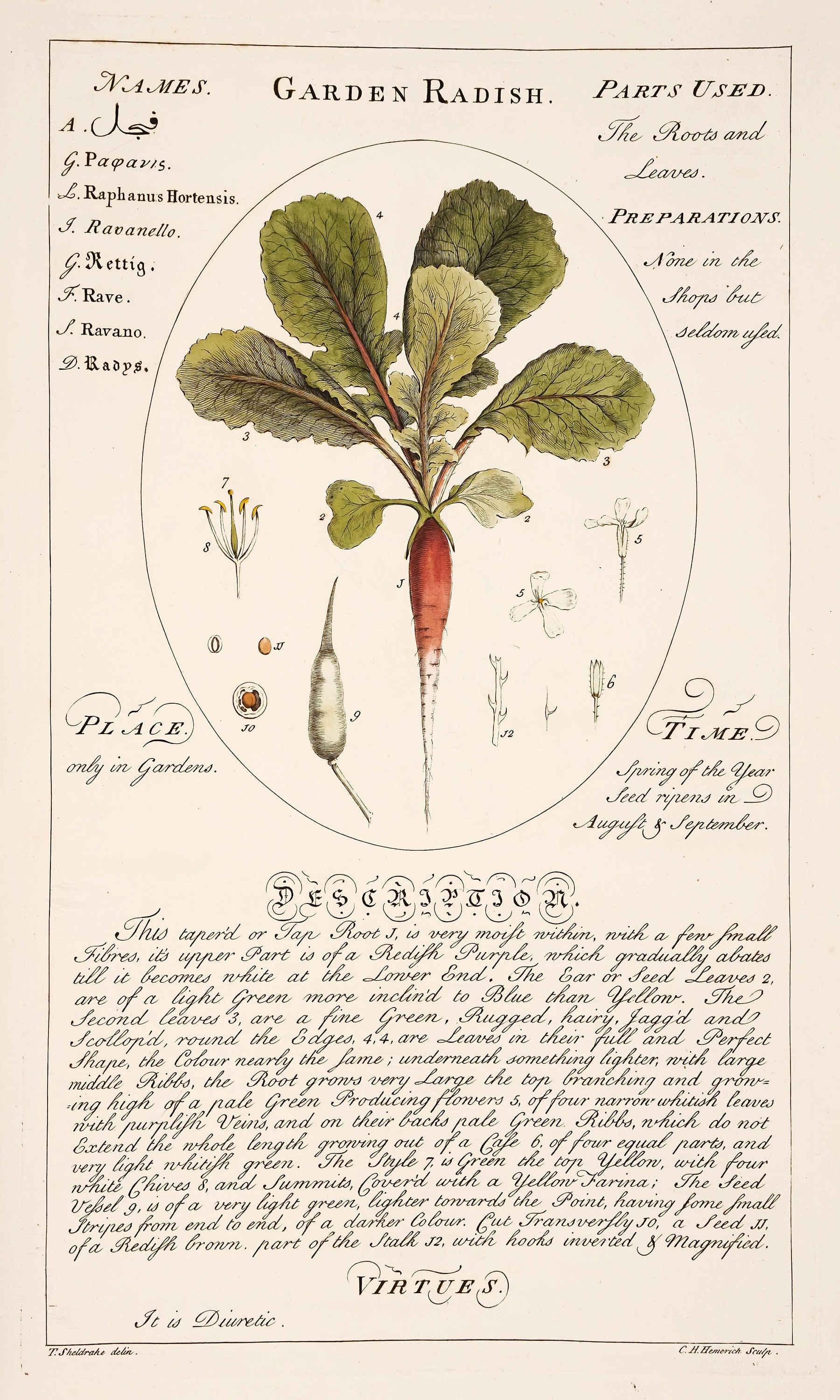 56 Gorgeous Botanicum Medicinale Illustrations Description and - Etsy