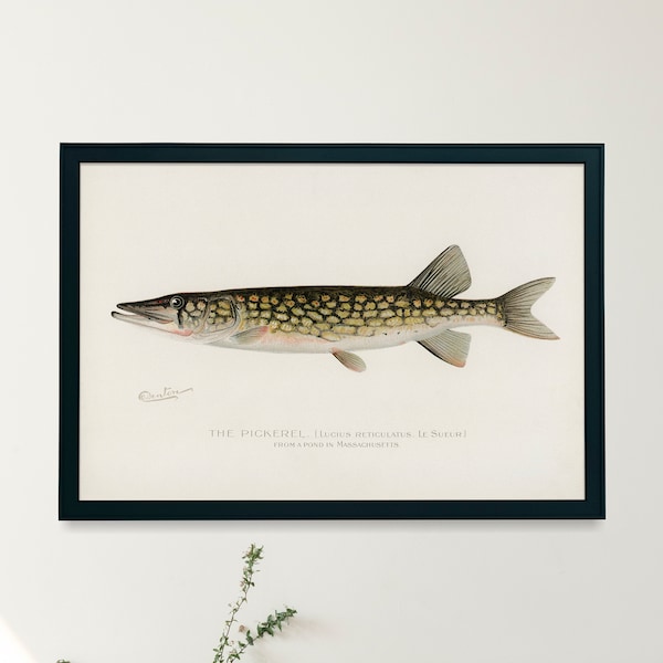 Pickerel - Etsy