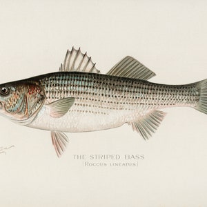 Striped Bass Striper Fish Illustration Print | Single Printable Wall ...
