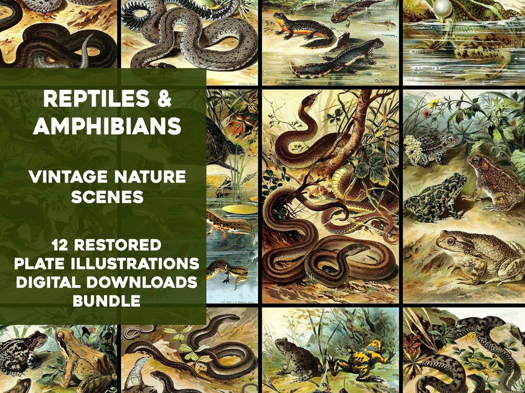 12 Awesome Amphibians & Reptiles Illustration Plates Vintage Printable ...