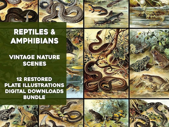 Digital Prints Art & Collectibles Prints 12 Awesome Amphibians ...