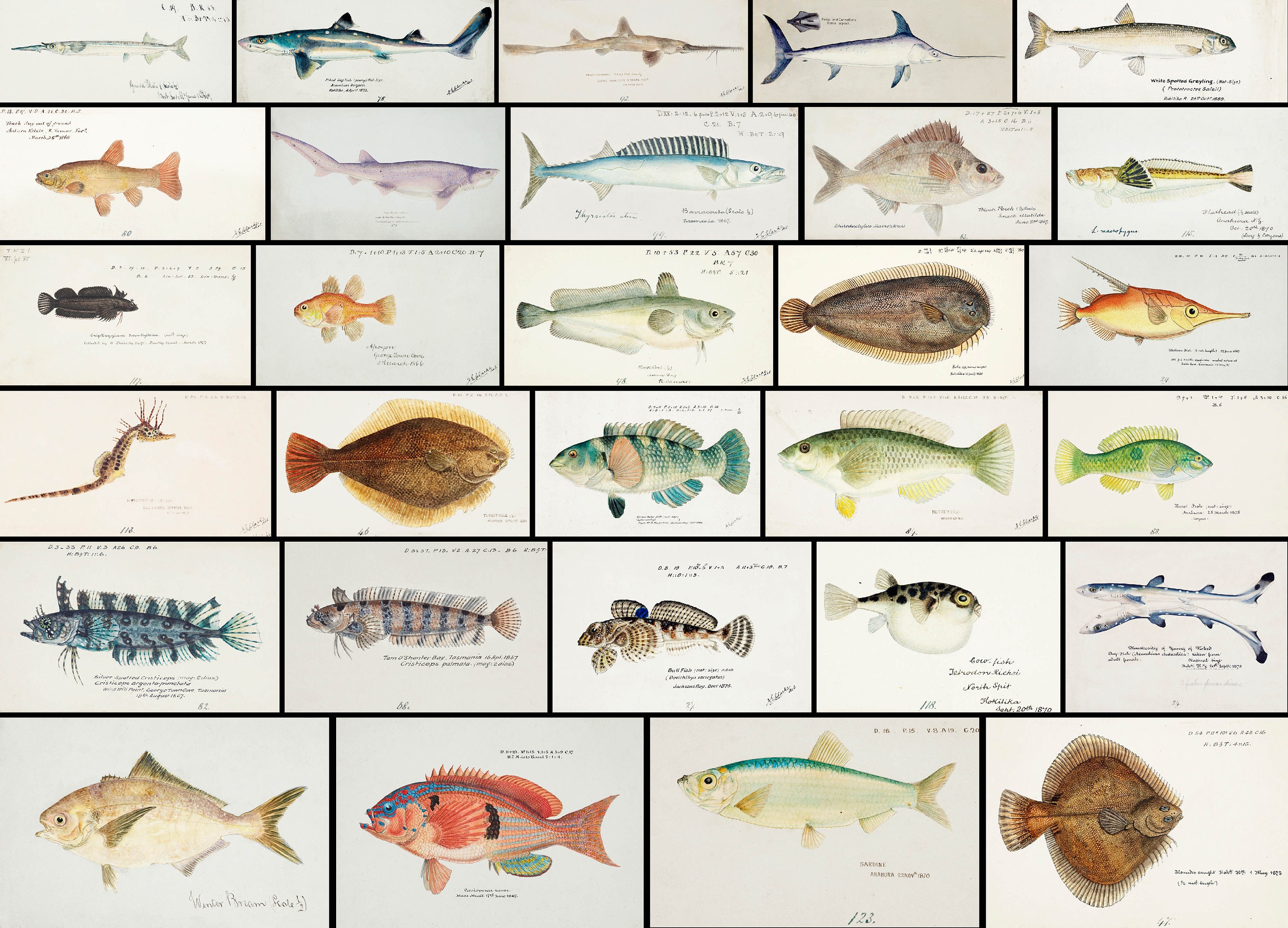 South Pacific Fish Illustration Plates Vintage Printable Wall - Etsy