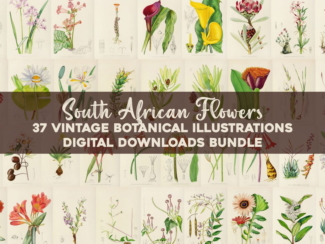 South African Flowers Plants Illustrations Printable Wall Art Bundle ...
